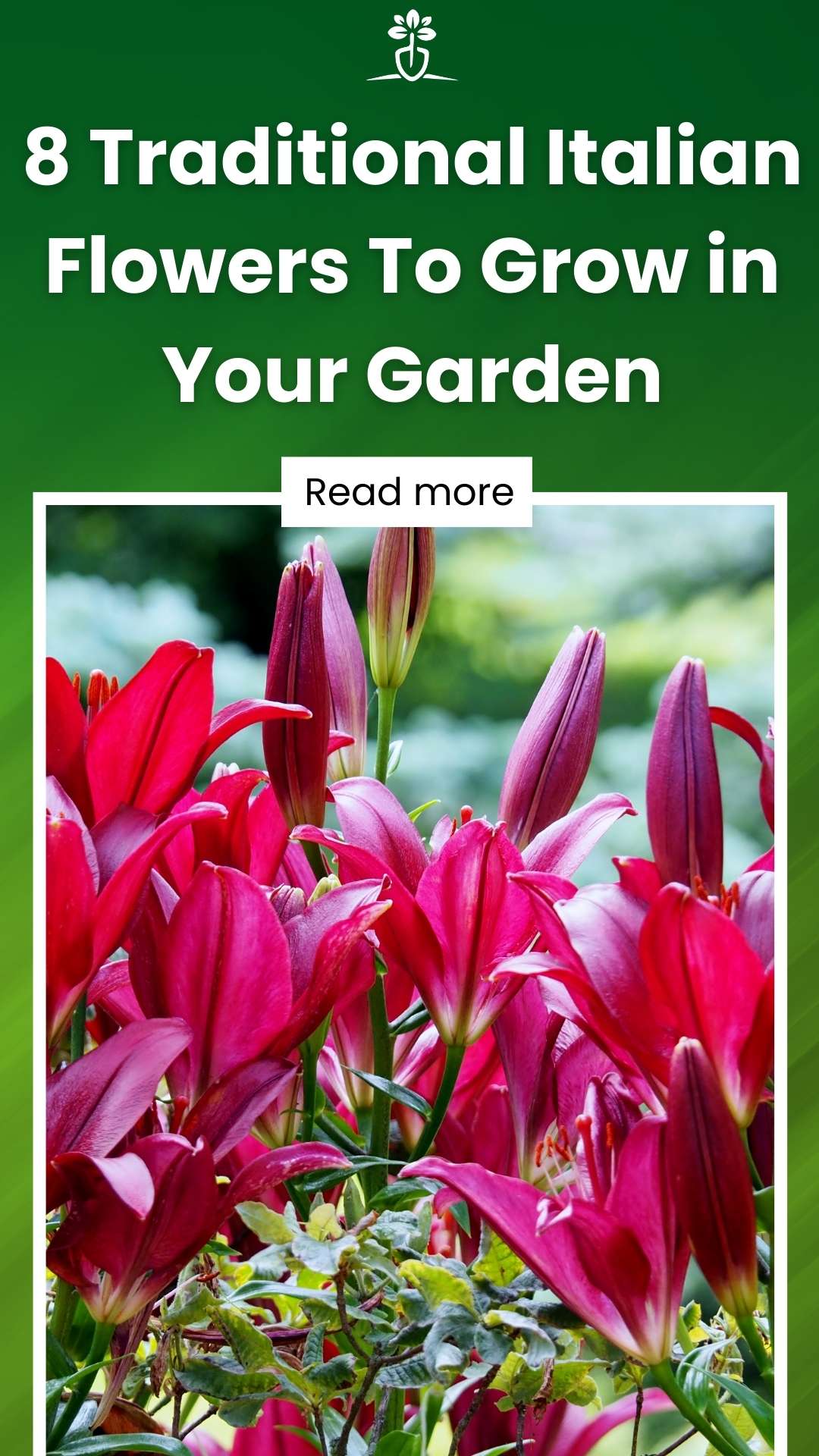 8 Traditional Italian Flowers To Grow in Your Garden