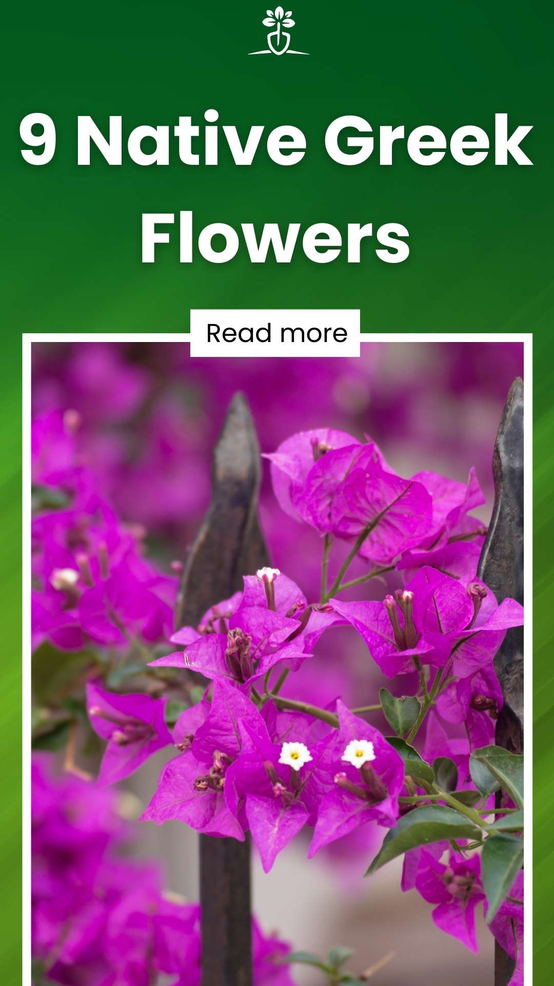 9 Native Greek Flowers