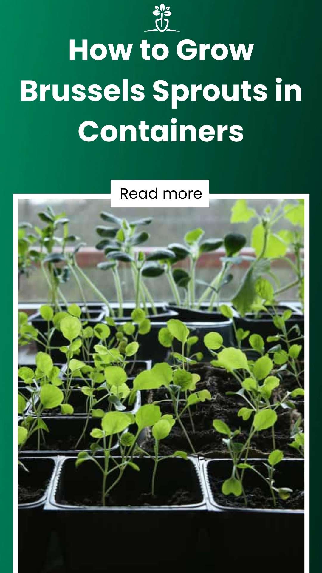 How to Grow Brussels Sprouts in Containers (7 Easy Steps)