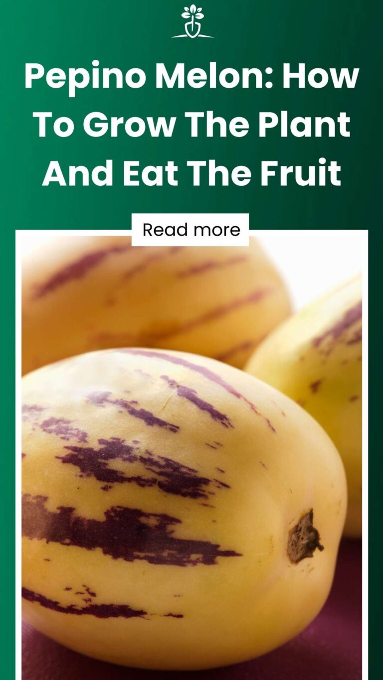 Pepino Melon: How To Grow The Plant And Eat The Fruit